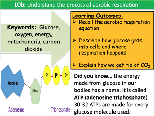 Aerobic Respiration | Teaching Resources