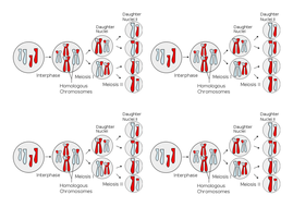 Meiosis Lesson Reconstruction of Events from a Story AQA GCSE Biology ...