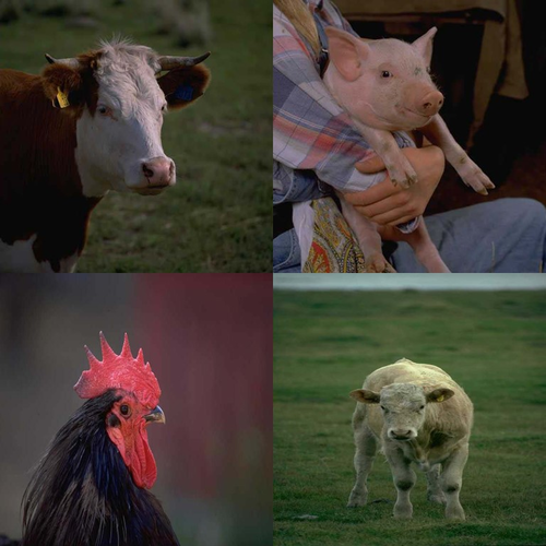 Farm Animal Photos - Photo Pack 1 - Personal or Commercial Use ...