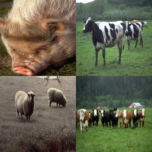 Farm Animal Photos - Photo Pack 2 -Personal or Commercial Use ...