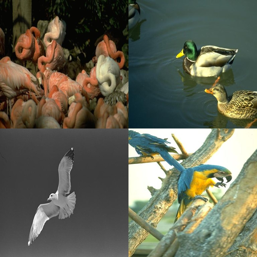 Bird Photos - Bird Photographs - Personal and Commercial Use | Teaching ...