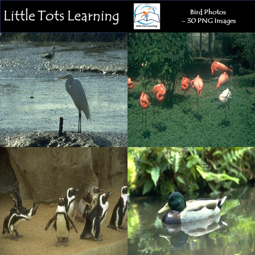 Bird Photos - Bird Photographs - Personal and Commercial Use | Teaching ...