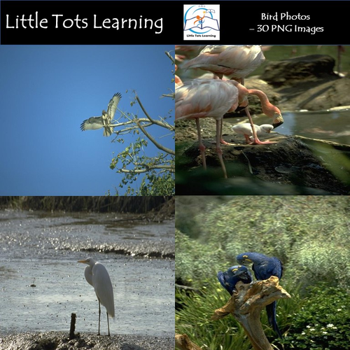 Bird Photos - Bird Photographs - Personal and Commercial Use | Teaching ...