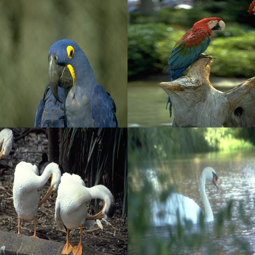 Bird Photos - Bird Photographs - Personal and Commercial Use | Teaching ...