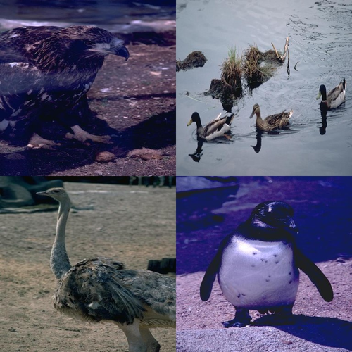 Bird Photos - Bird Photographs - Personal and Commercial Use | Teaching ...