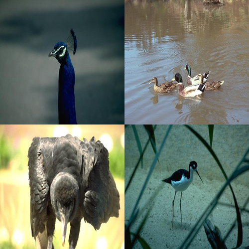 Bird Photos - Bird Photographs - Personal and Commercial Use | Teaching ...