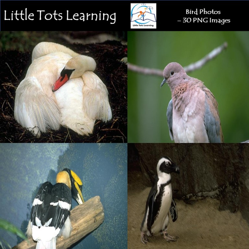 Bird Photos - Bird Photographs - Personal and Commercial Use | Teaching ...