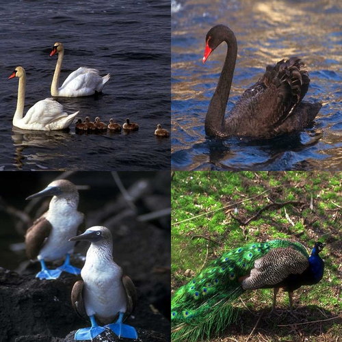 Bird Photos - Bird Photographs - Personal and Commercial Use | Teaching ...