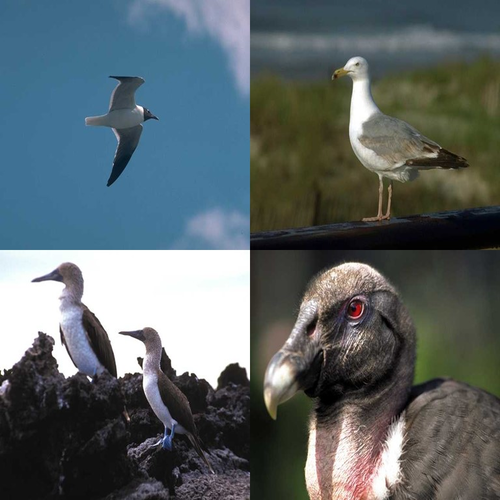 Bird Photos - Bird Photographs - Personal and Commercial Use | Teaching ...