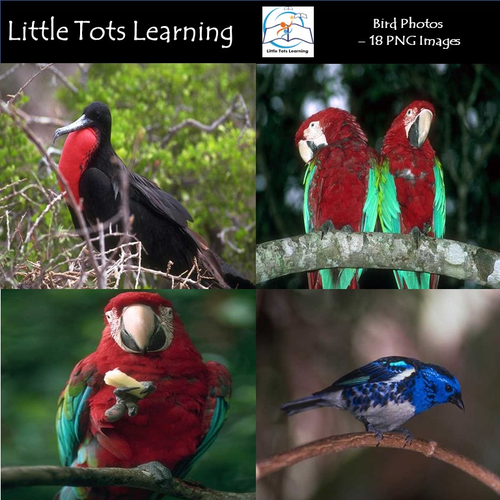 Bird Photos - Bird Photographs - Personal and Commercial Use | Teaching ...