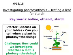 Testing a leaf for starch - Year 8 Activate Science | Teaching Resources