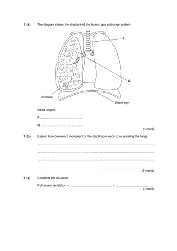 Lung structure and ventilation lesson. A Level Biology, AQA, 7401/7402 ...