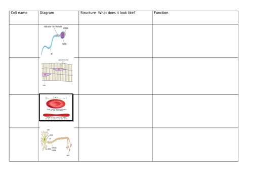 Topic 1 Specialisation in animal and plant cells AQA Trilogy | Teaching ...