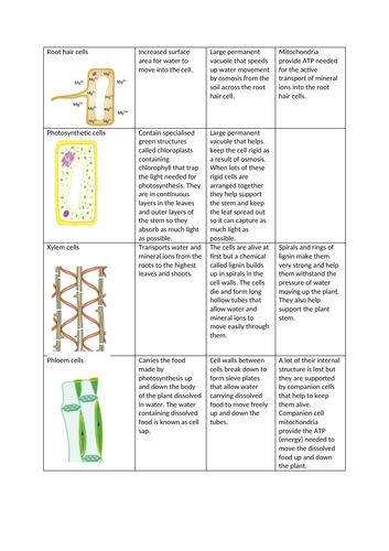 Topic 1 Specialisation in animal and plant cells AQA Trilogy | Teaching ...
