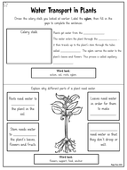 Water Transport in Plants Lesson | Teaching Resources