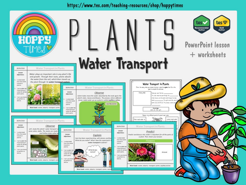 Water Transport in Plants Lesson | Teaching Resources