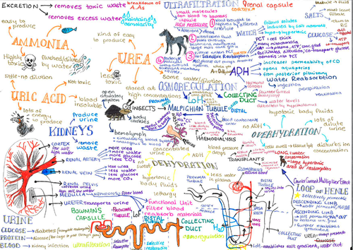 IB HL Biology | Teaching Resources