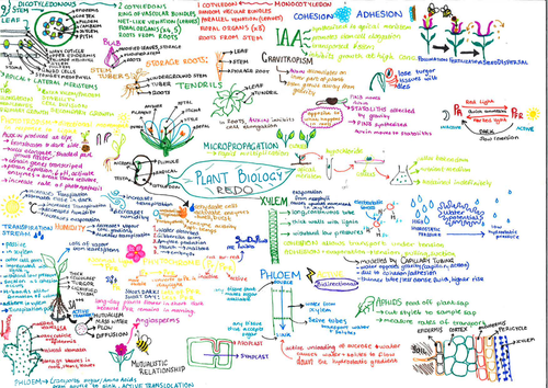 IB HL Biology | Teaching Resources