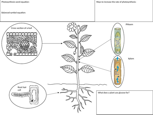 Photosynthesis and Structure of a Plant | Teaching Resources