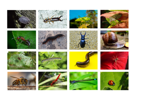 Minibeast Bingo | Teaching Resources