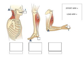 OCR A Level PE- Lever Systems | Teaching Resources