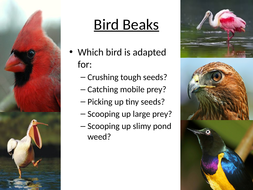 Natural Selection of Bird Beaks Galapagos Game for Evolution Lessons ...