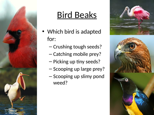Natural Selection of Bird Beaks Galapagos Game for Evolution Lessons ...