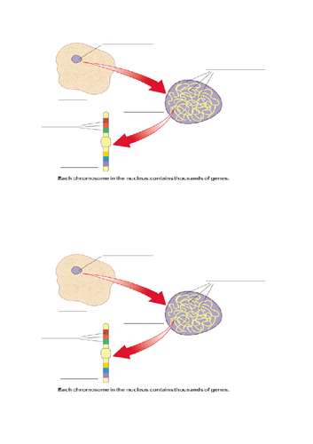 Lesson and resources on genetics KS3 | Teaching Resources