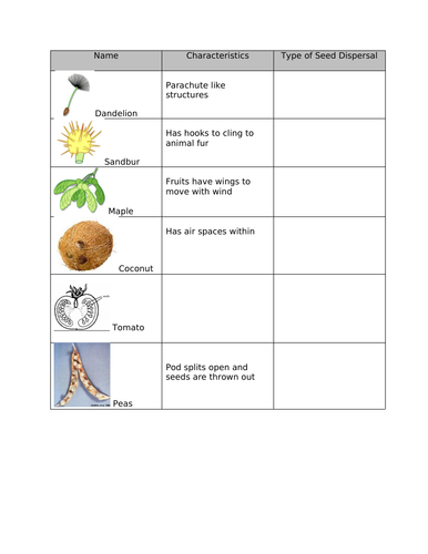 Lesson and resources on seed dispersal | Teaching Resources