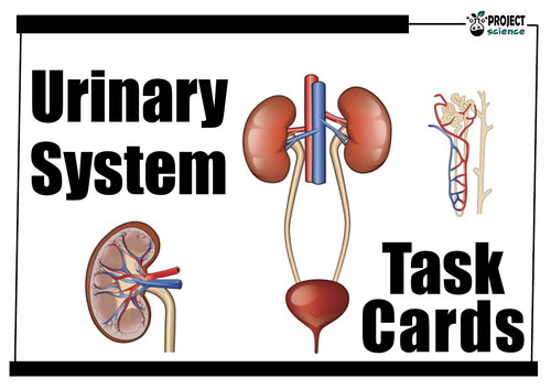 Urinary System Task Cards | Teaching Resources