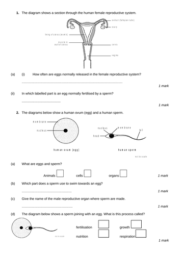 Human reproductive organs KS3 | Teaching Resources