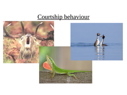 Courtship Behaviour | Teaching Resources