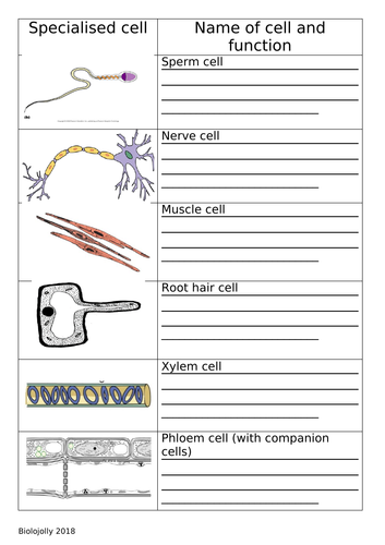 Cell specialisation - add functions to worksheet | Teaching Resources