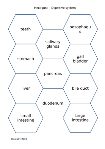 Biology Paper 1 revision - SOLO Hexagons | Teaching Resources Biology Paper 1 revision - SOLO Hexagons | Teaching Resources