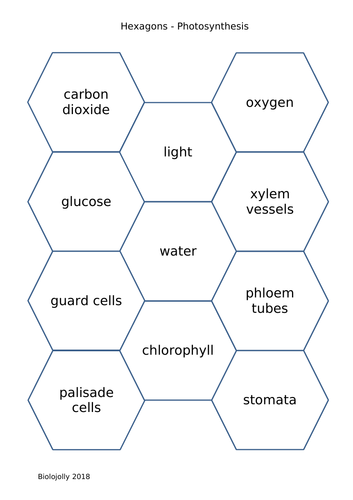 Biology Paper 1 revision - SOLO Hexagons | Teaching Resources
