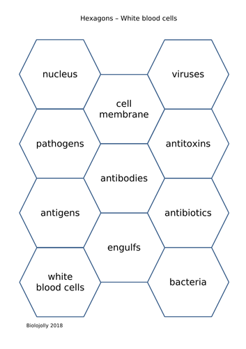 White blood cells - SOLO Hexagons | Teaching Resources