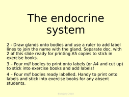 Endocrine system diagrams | Teaching Resources