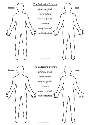 Endocrine system diagrams | Teaching Resources