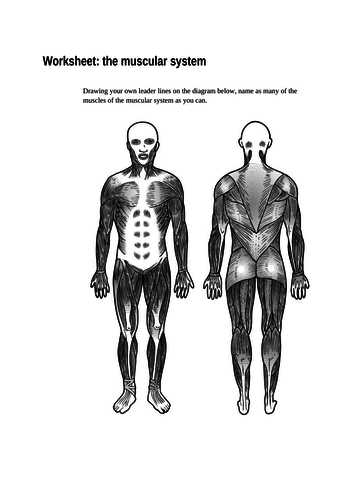 BTEC Sport Anatomy & Physiology | Teaching Resources