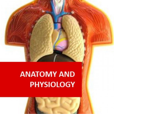 BTEC Sport Anatomy & Physiology | Teaching Resources