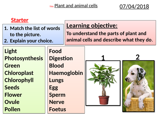 KS3 Biology: Pland and Animal cells | Teaching Resources