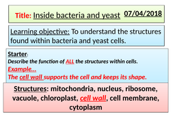 KS3 Biology: Bacteria and Yeast cells | Teaching Resources