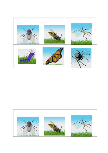 French Insects | Teaching Resources