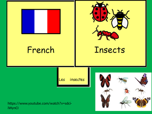 French Insects | Teaching Resources