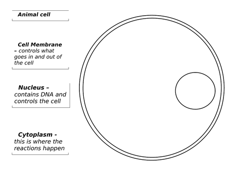 Animal and plant cells - coding coding to identify the different parts ...
