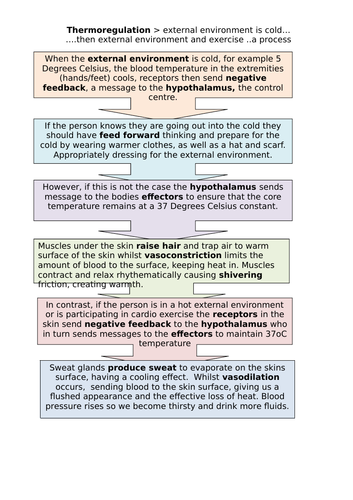 Homeostasis thermoregulation body temperature, hypothermia and ...