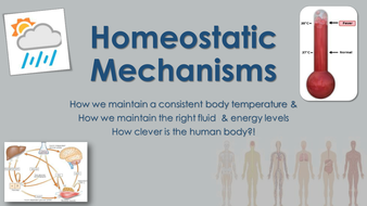 Homeostasis thermoregulation body temperature, hypothermia and ...