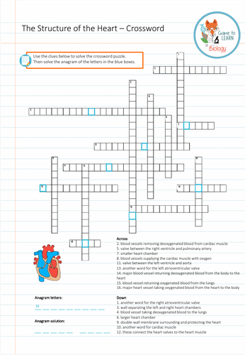 Structure of the Heart - Crossword (KS5) | Teaching Resources