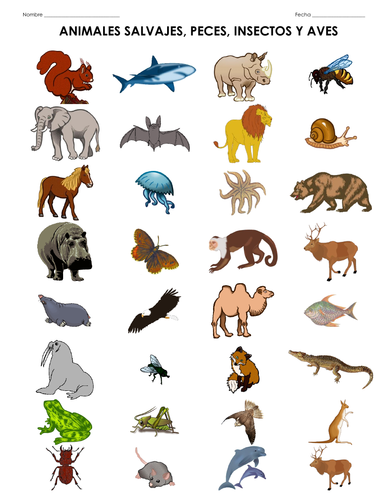 Los animales salvajes - Bundle | Teaching Resources