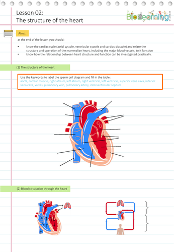 SNAB Biology Topic 1 - Lesson 2 (Structure of the heart) – WS, PPT and ...